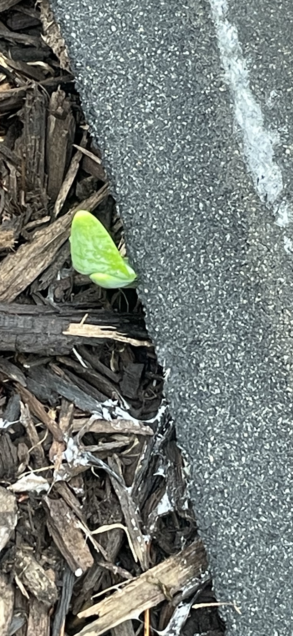 Life wants to live. – Practicalspirituallife