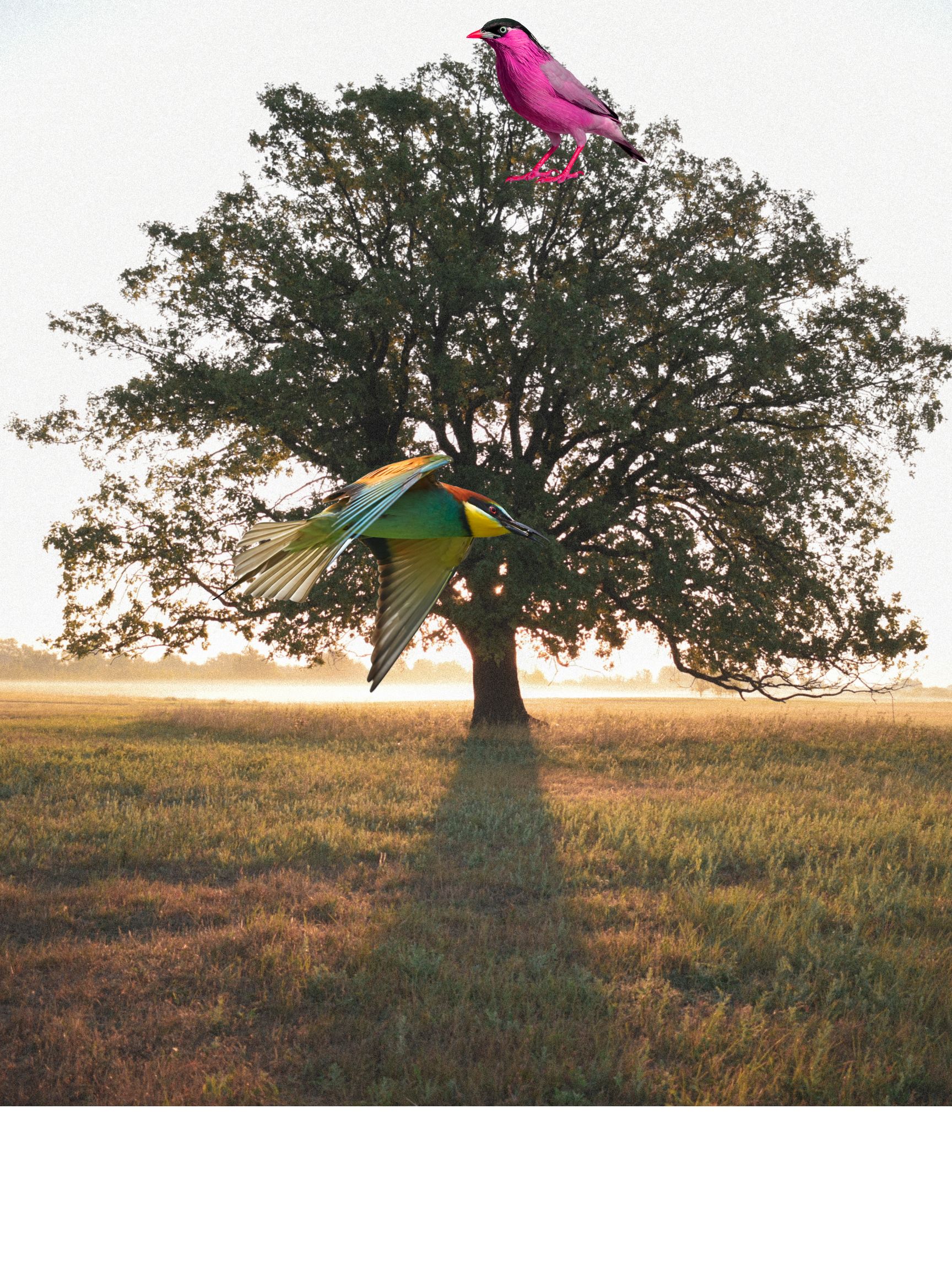 Two birds on a tree. – Practicalspirituallife