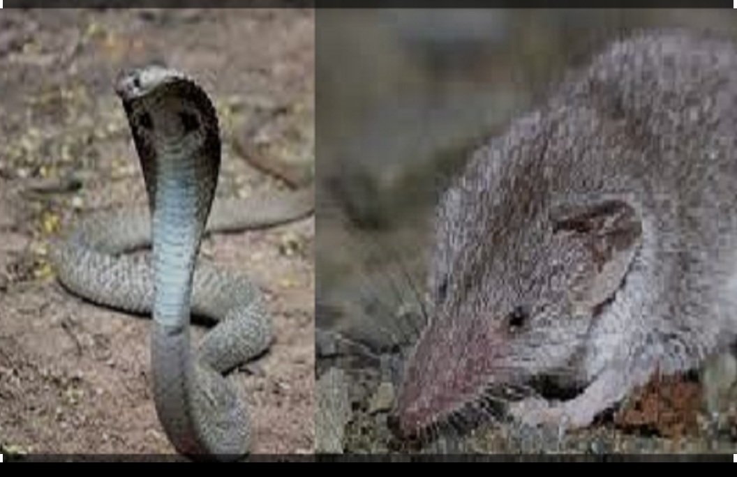 A Snake and Chachhundar – Practicalspirituallife